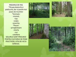 Vegetatia, animalele si solurile 2 | PPTX