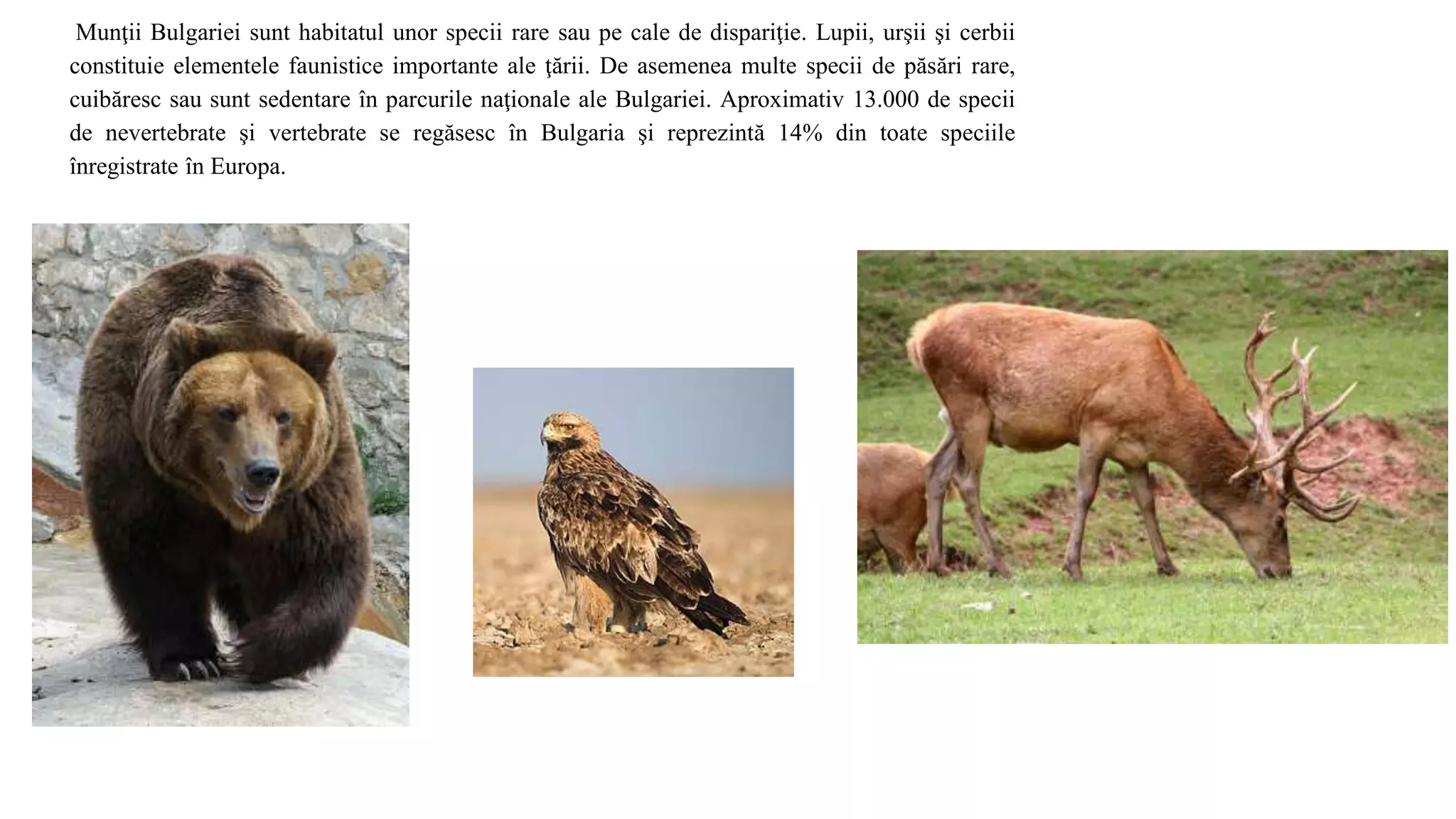 Vegetatia , fauna , resurse naturale | PPTX