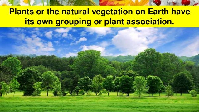Lesson 18: Vegetation of the Earth