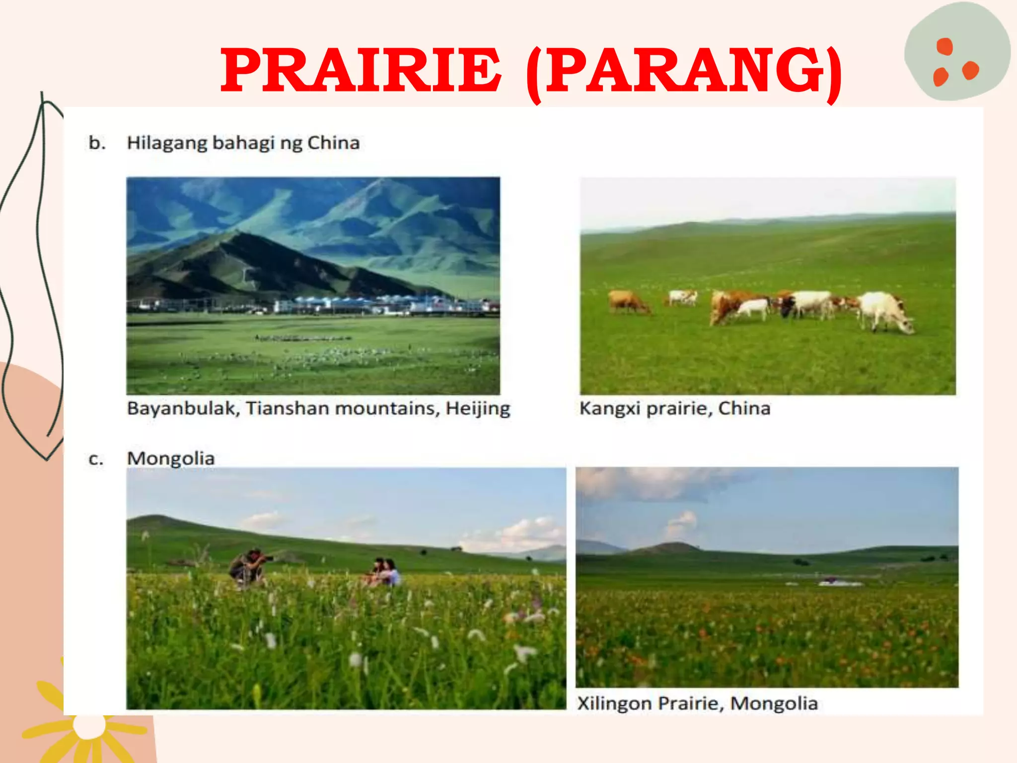 VEGETATION COVER.pptx