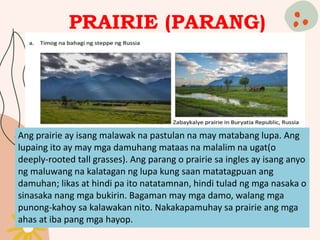 VEGETATION COVER.pptx