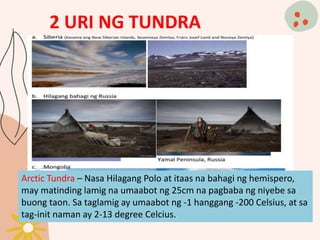 VEGETATION COVER.pptx