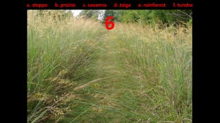 Vegetation Cover.pptx