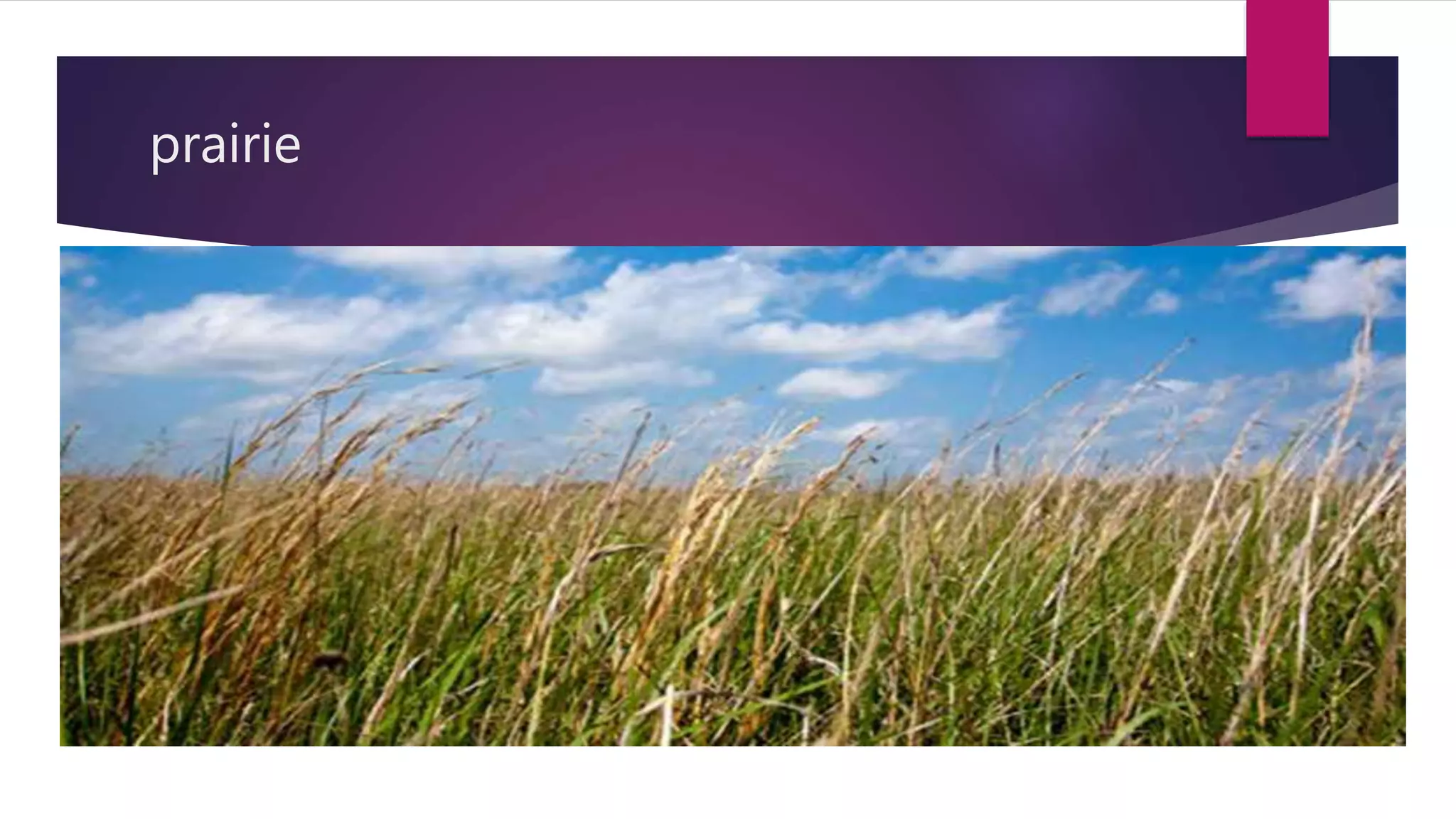 Vegetation cover ng asya ( behetasyon) | PPTX