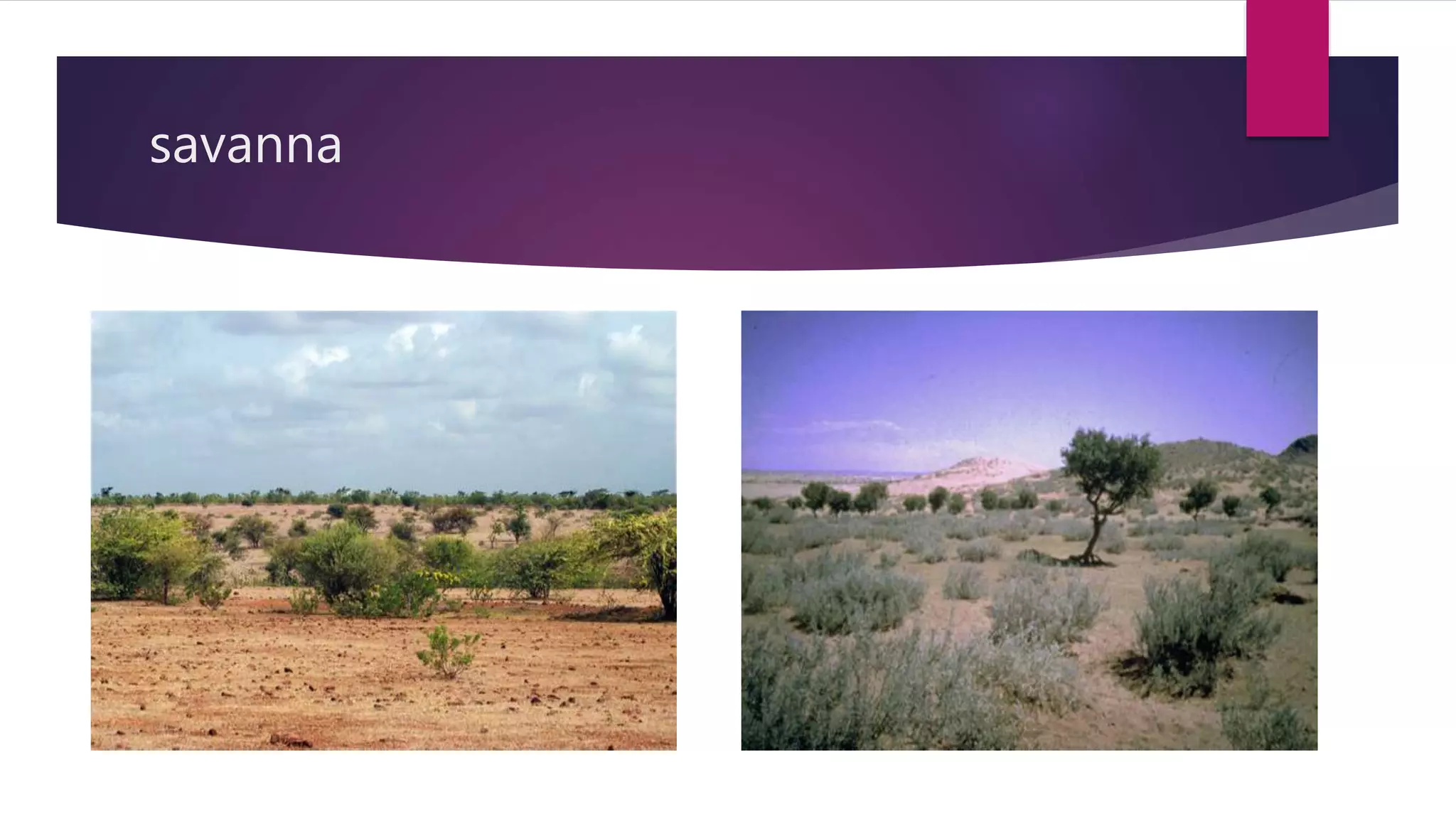 Vegetation cover ng asya ( behetasyon) | PPTX