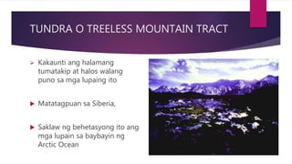 Vegetation cover ng asya ( behetasyon) | PPTX