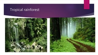 Vegetation cover ng asya ( behetasyon) | PPTX