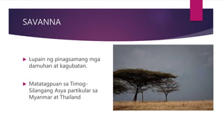 Vegetation cover ng asya ( behetasyon) | PPTX