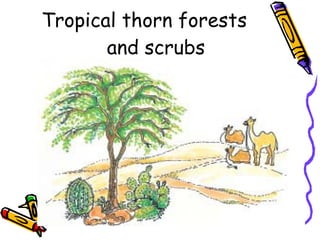 Tropical Thorn Forests And Scrubs