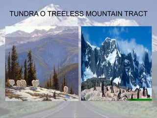 Vegetation ng asia | PPTX