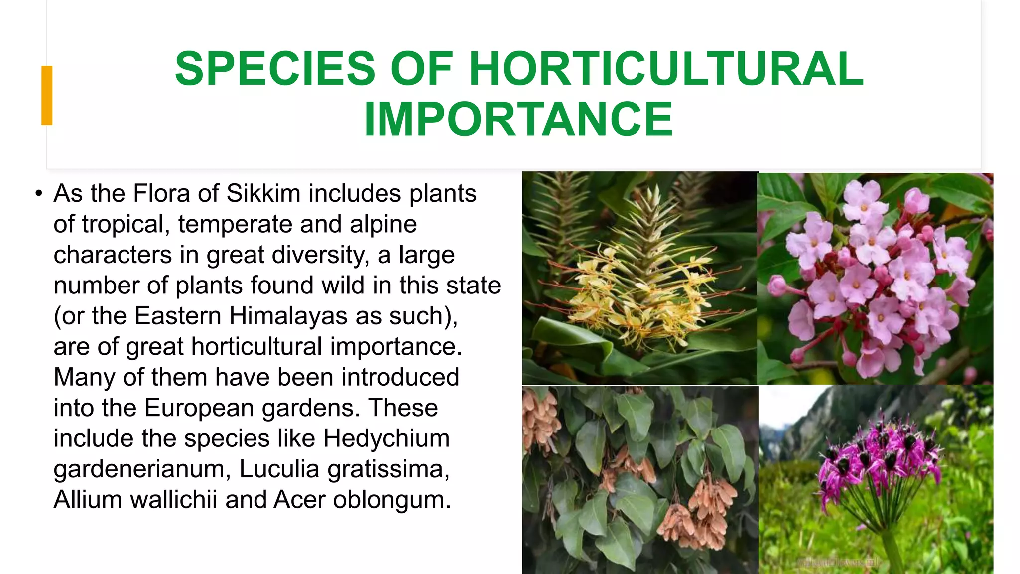 VEGETATION OF SIKKIM.pptx