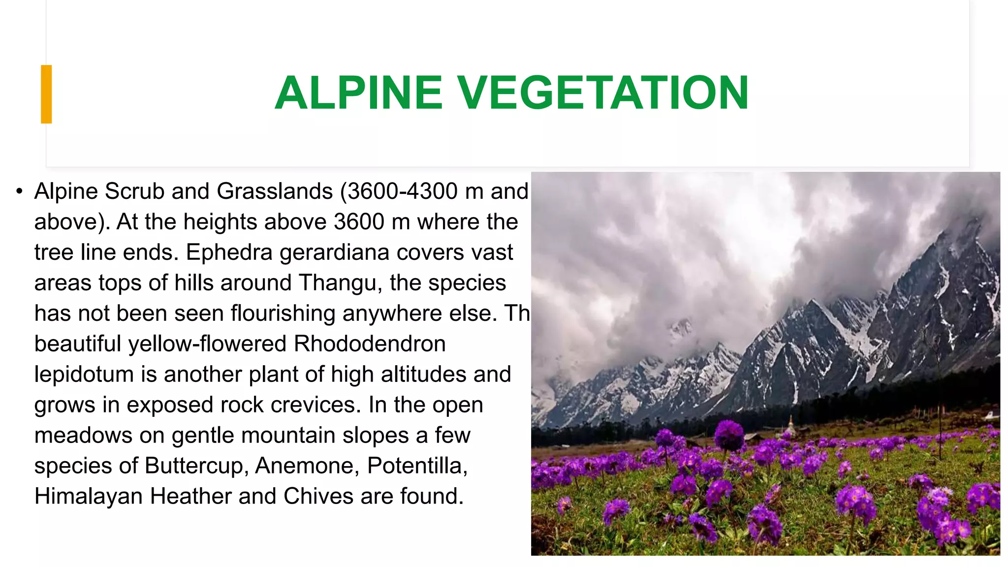 VEGETATION OF SIKKIM.pptx