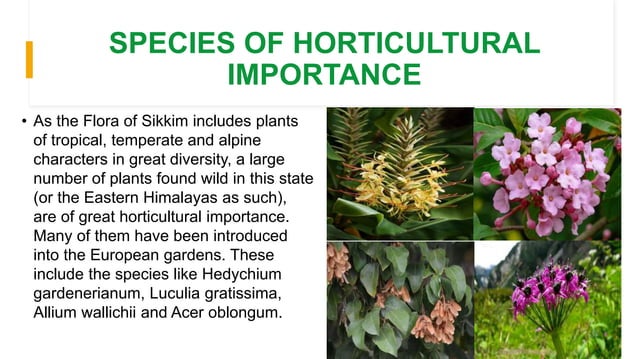 VEGETATION OF SIKKIM.pptx