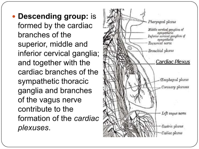 Vegetative (autonomic) system | PPT