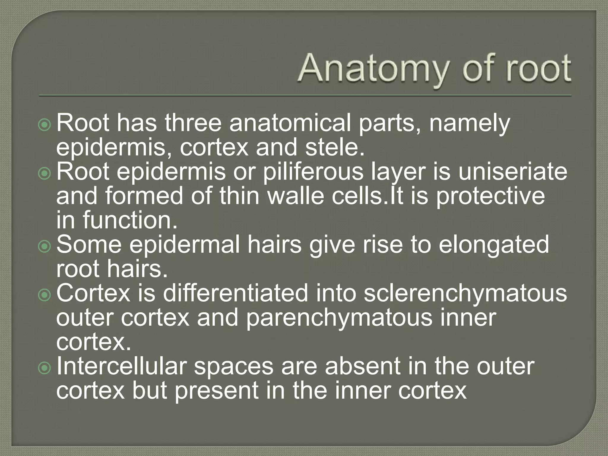 Vegetative characters of equisetum | PPTX