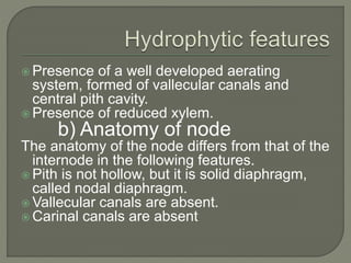 Vegetative characters of equisetum | PPTX