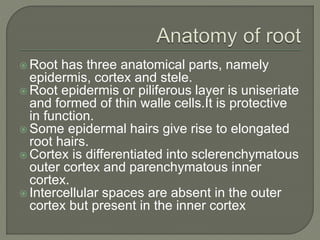 Vegetative characters of equisetum | PPTX