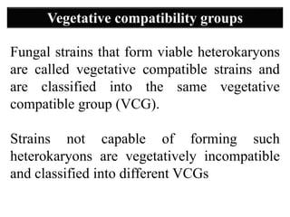 Vegetative compatibility in fungi | PPTX