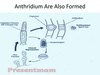 Oedogonium Diagram