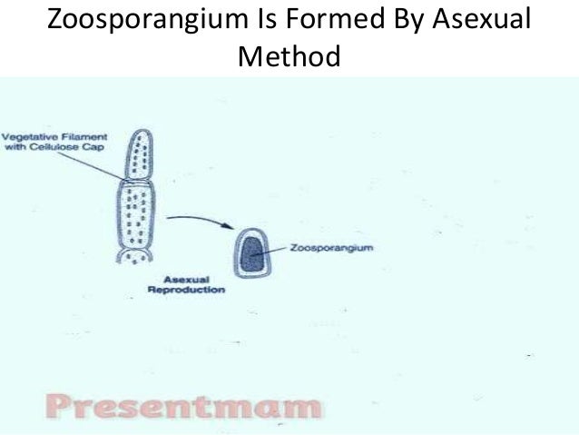 Life Cycle Of Oedogonium With Diagram A Multicellular Filamentous Alga