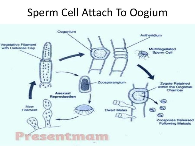 Life Cycle Of Oedogonium With Diagram A Multicellular Filamentous Alga