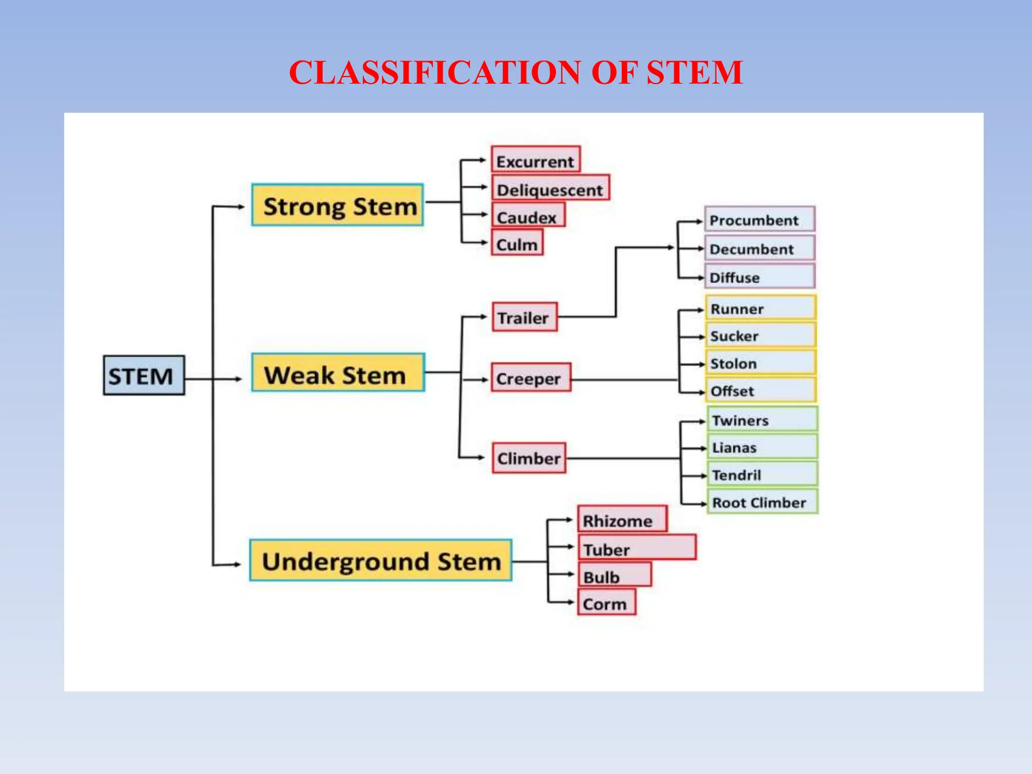Vegetative morphology- A general account Stems with modifications. | PDF