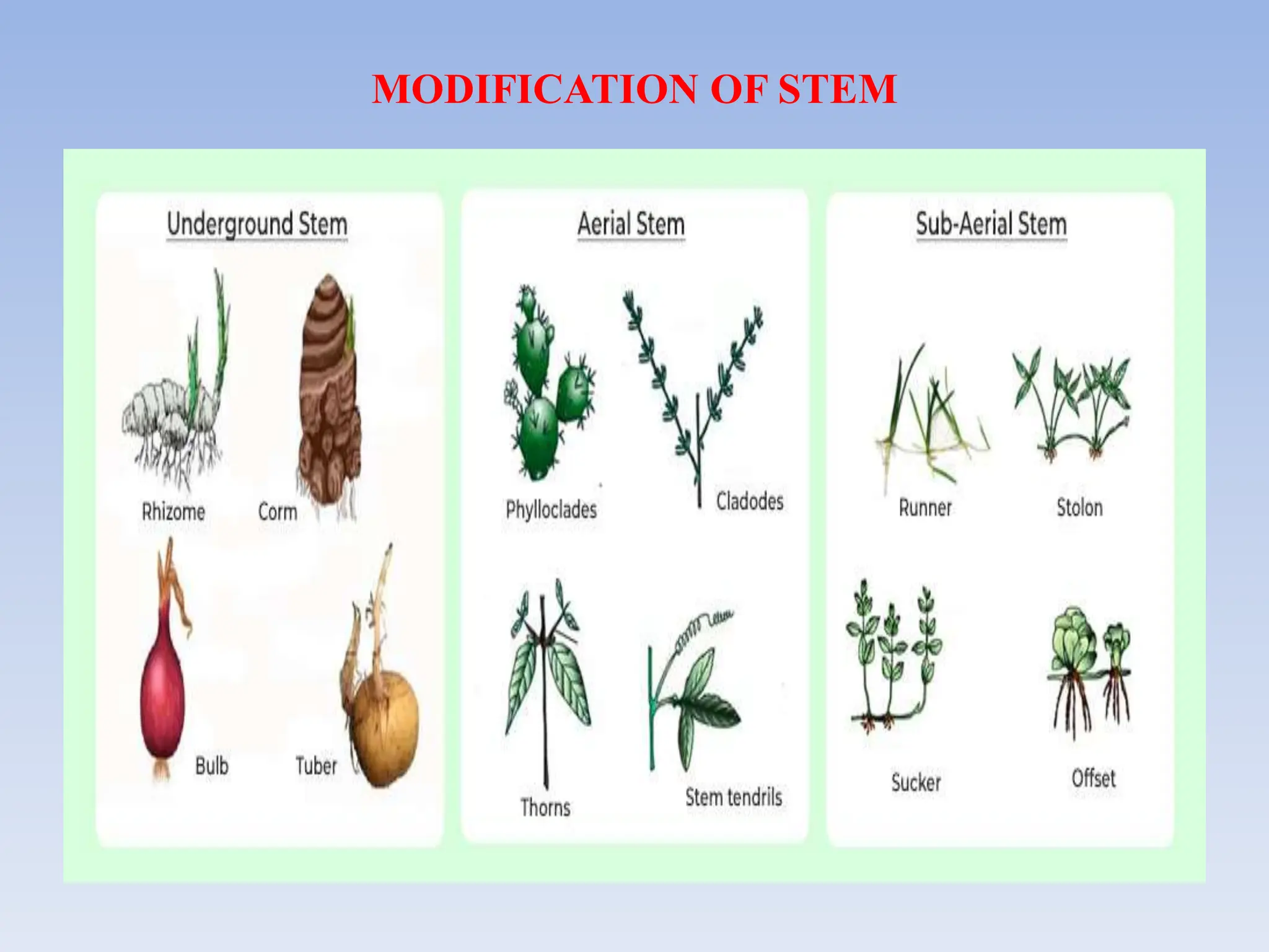 Vegetative morphology- A general account Stems with modifications. | PDF