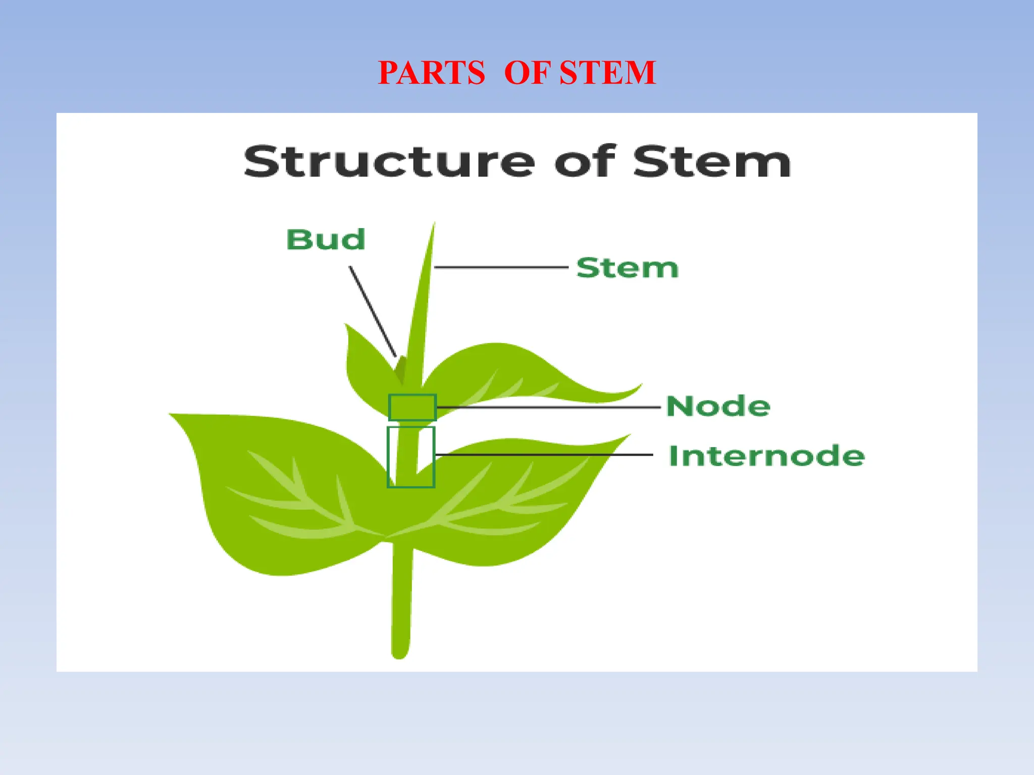 Vegetative morphology- A general account Stems with modifications. | PDF