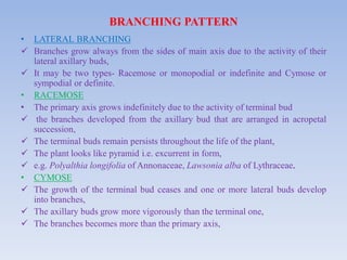 Vegetative morphology- A general account Stems with modifications. | PDF