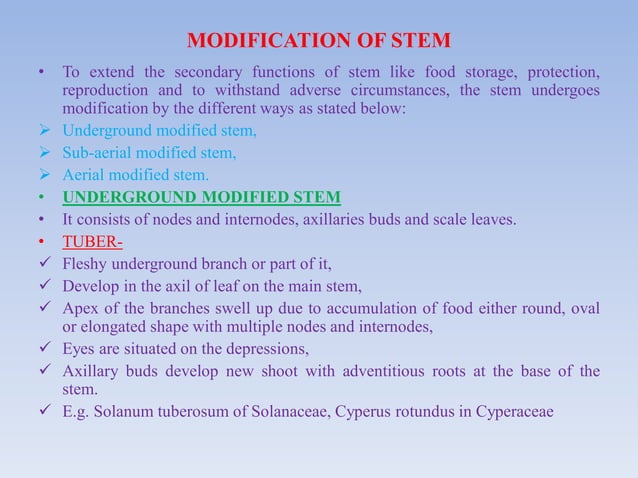Vegetative morphology- A general account Stems with modifications. | PDF