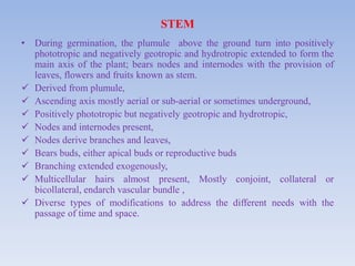Vegetative morphology- A general account Stems with modifications. | PPT