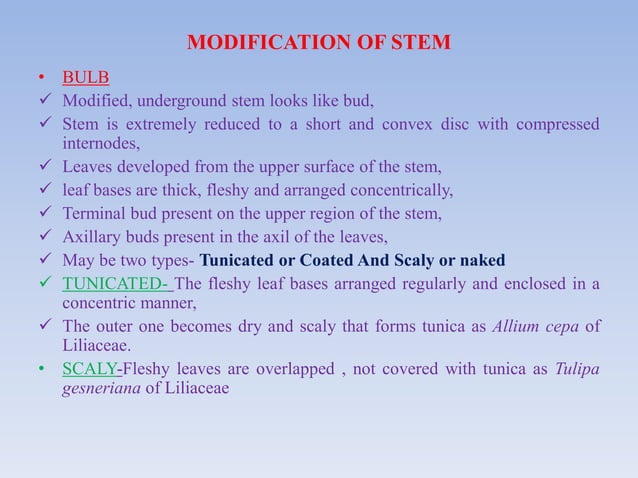 Vegetative morphology- A general account Stems with modifications. | PDF
