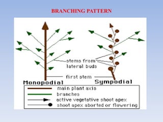 Vegetative morphology- A general account Stems with modifications. | PDF