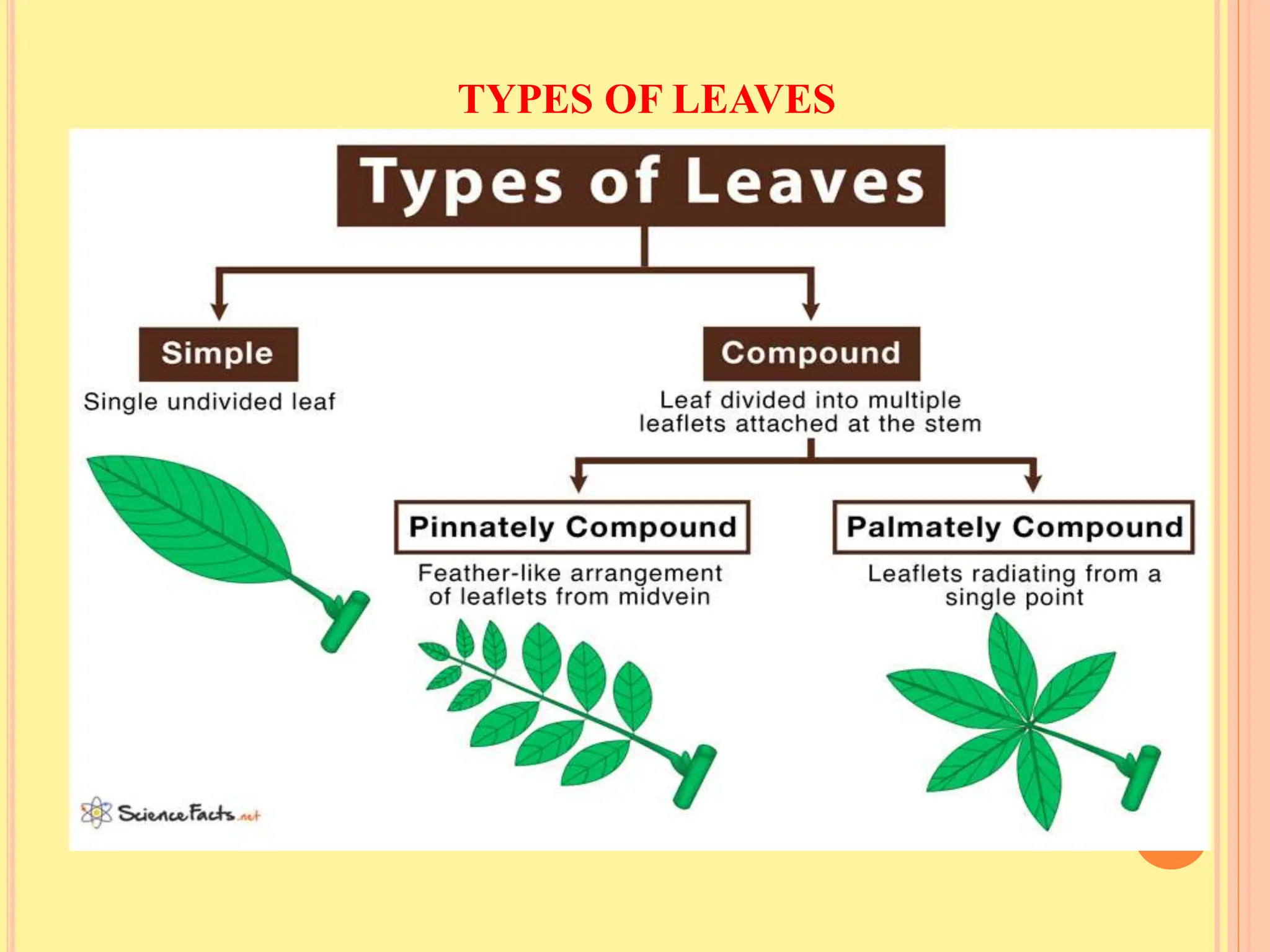General Account of Types of Leaves, Venation and Prefoliation | PDF