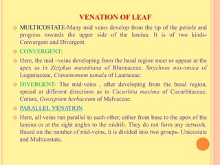 General Account of Types of Leaves, Venation and Prefoliation | PDF ...
