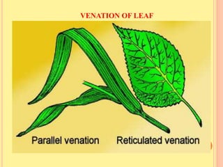 General Account of Types of Leaves, Venation and Prefoliation | PDF
