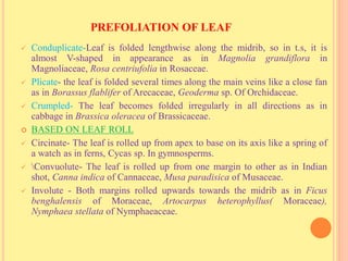 General Account of Types of Leaves, Venation and Prefoliation | PDF