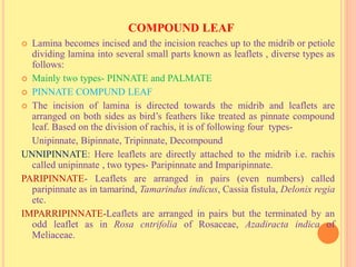 General Account of Types of Leaves, Venation and Prefoliation | PDF ...