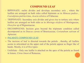 General Account of Types of Leaves, Venation and Prefoliation | PDF ...