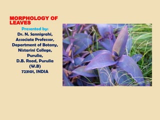 Vegetative morphology- A general account of phyllotaxy and Modification ...