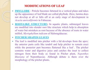 Vegetative morphology- A general account of phyllotaxy and Modification ...