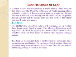 Vegetative morphology- A general account of phyllotaxy and Modification ...
