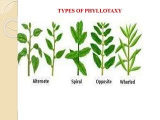 Vegetative morphology- A general account of phyllotaxy and Modification ...