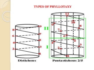 Vegetative morphology- A general account of phyllotaxy and Modification ...