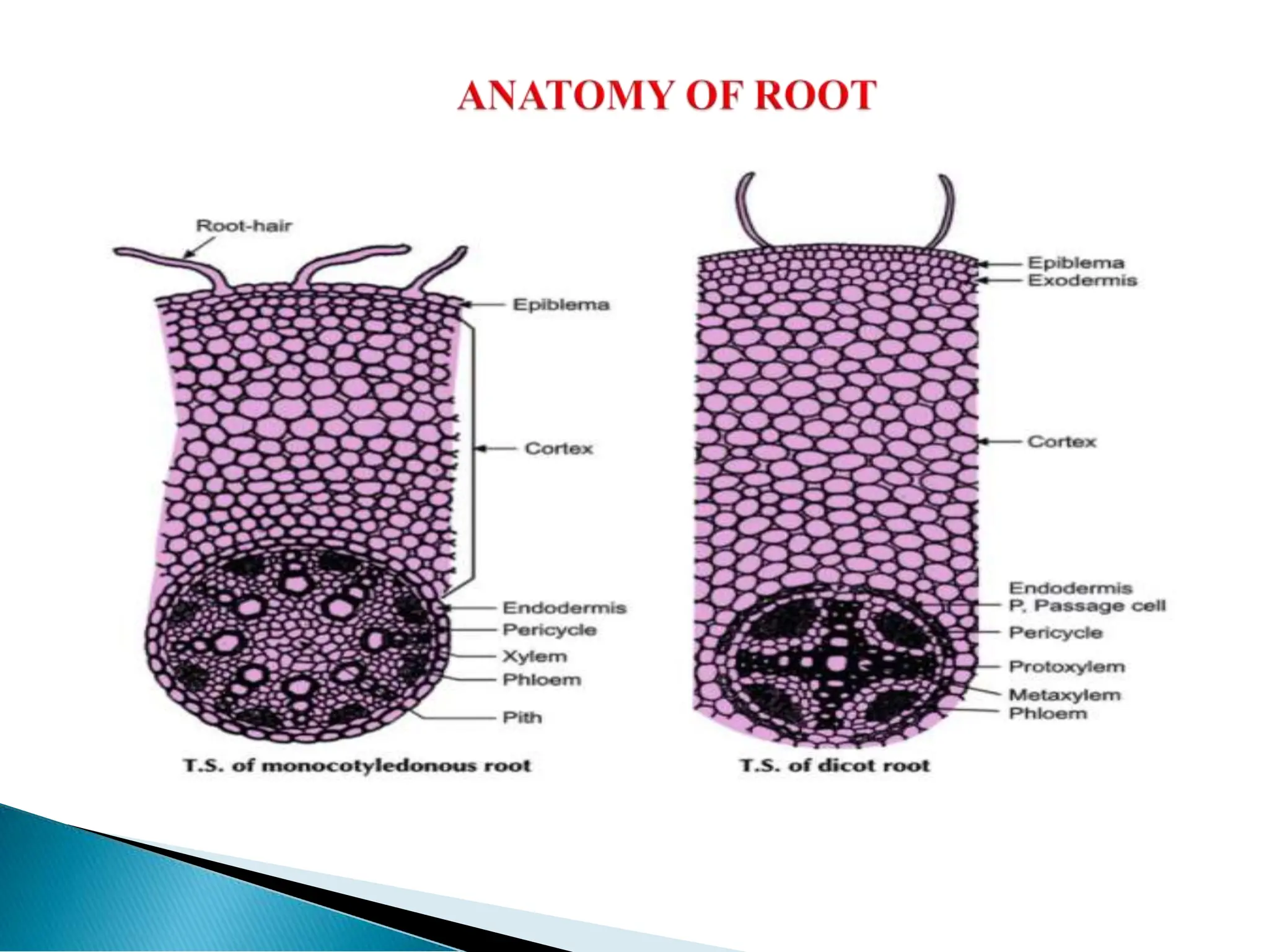 Vegetative Morphology of Plant's Root- A Comprehensive Study. | PPT