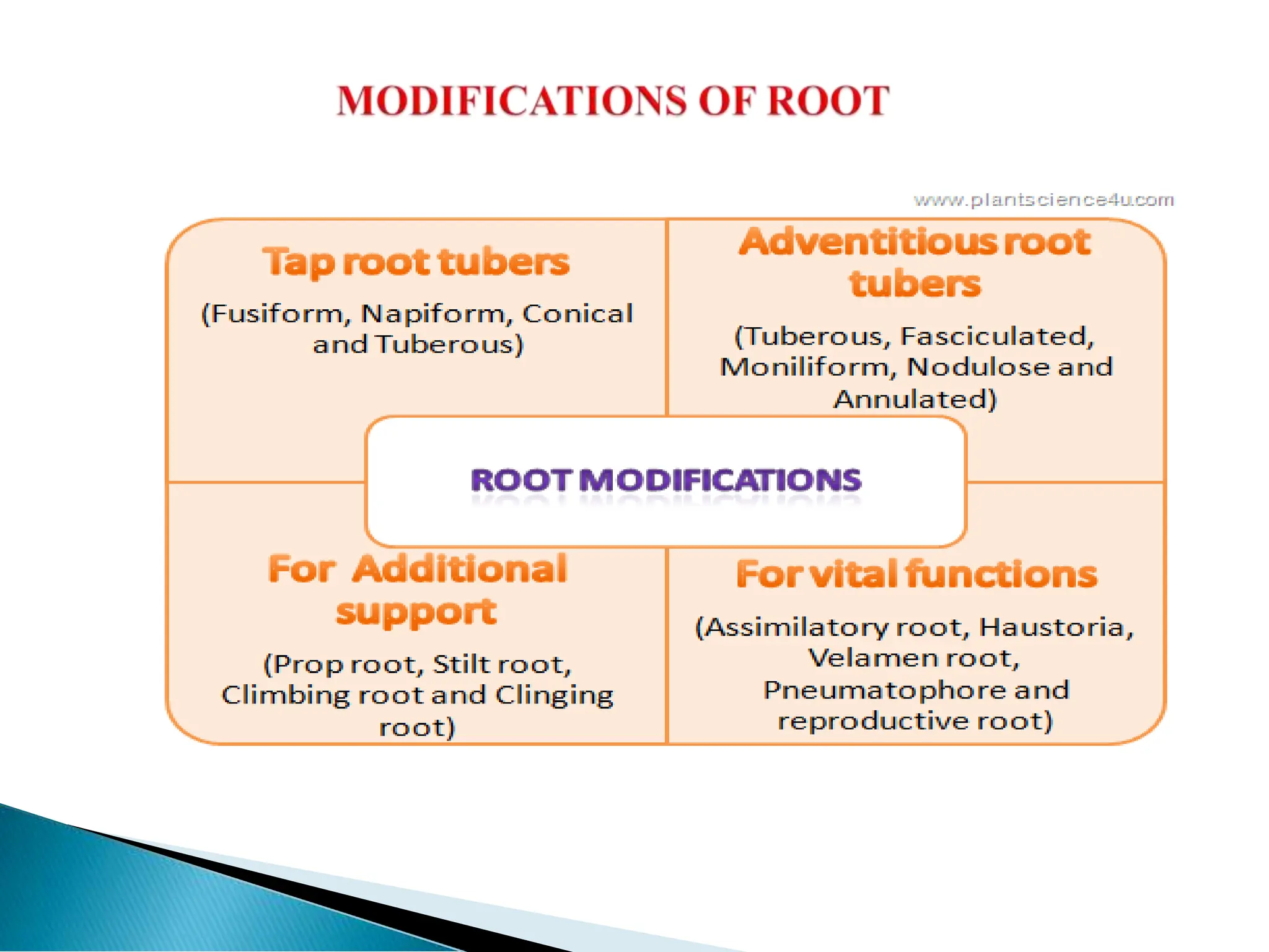 Vegetative Morphology of Plant's Root- A Comprehensive Study. | PPT