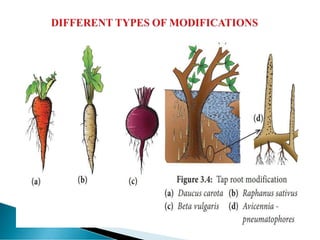 Vegetative Morphology of Plant's Root- A Comprehensive Study. | PPT