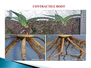 Vegetative Morphology of Plant's Root- A Comprehensive Study. | PPT