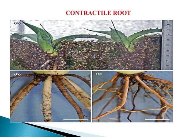 Vegetative Morphology of Plant's Root- A Comprehensive Study. | PPT