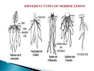 Vegetative Morphology of Plant's Root- A Comprehensive Study. | PPT